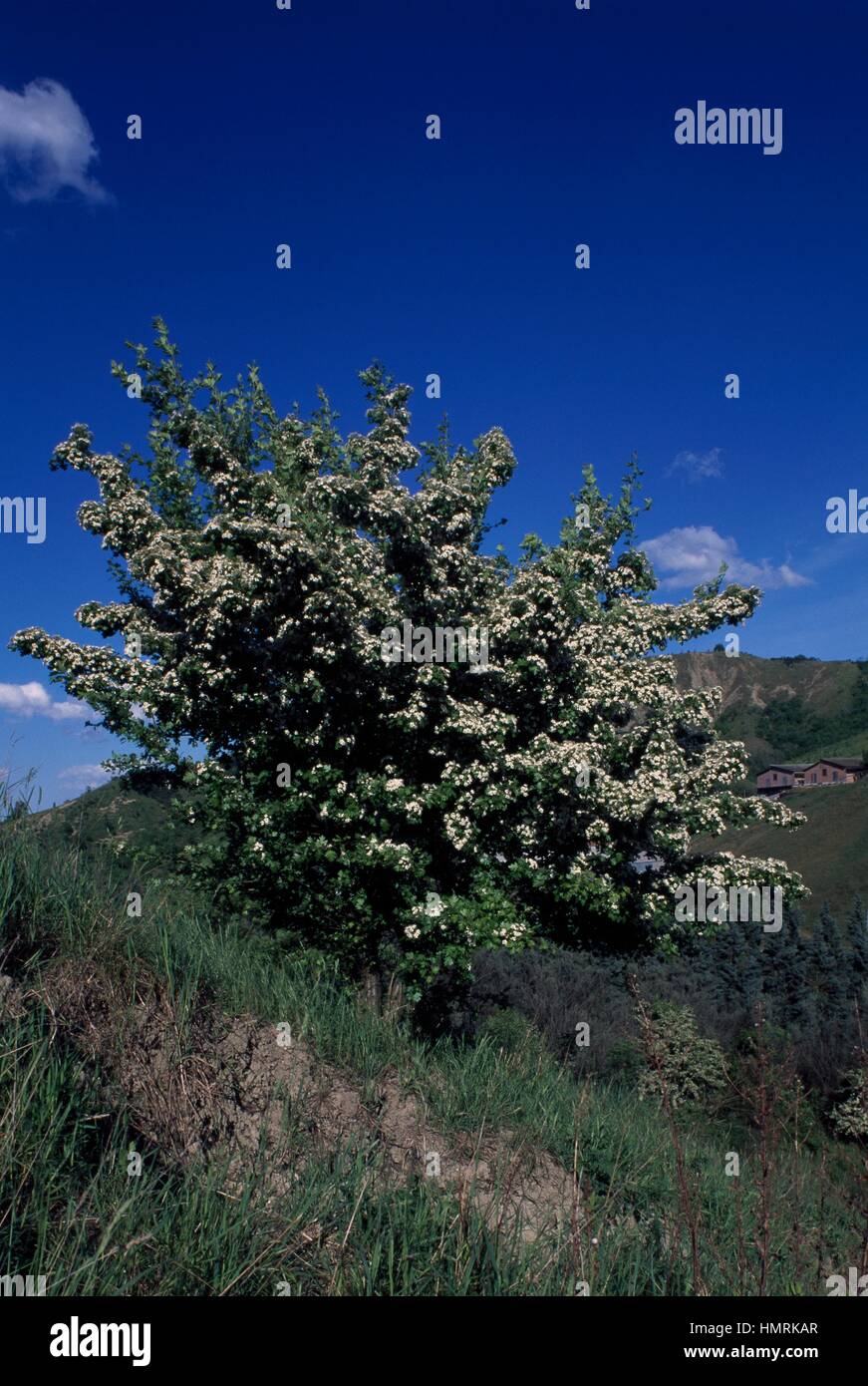 Hawthorn (Crataegus monogyna or Crataegus oxyacantha), Rosaceae Stock ...