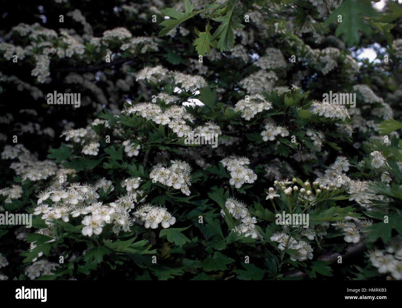 Hawthorn (Crataegus monogyna or Crataegus oxyacantha), Rosaceae Stock ...