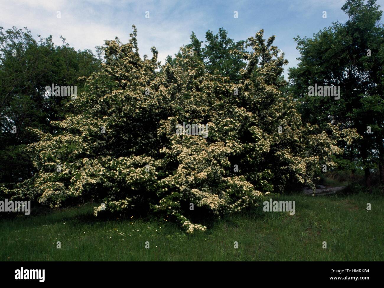 Hawthorn (Crataegus monogyna or Crataegus oxyacantha), Rosaceae Stock ...
