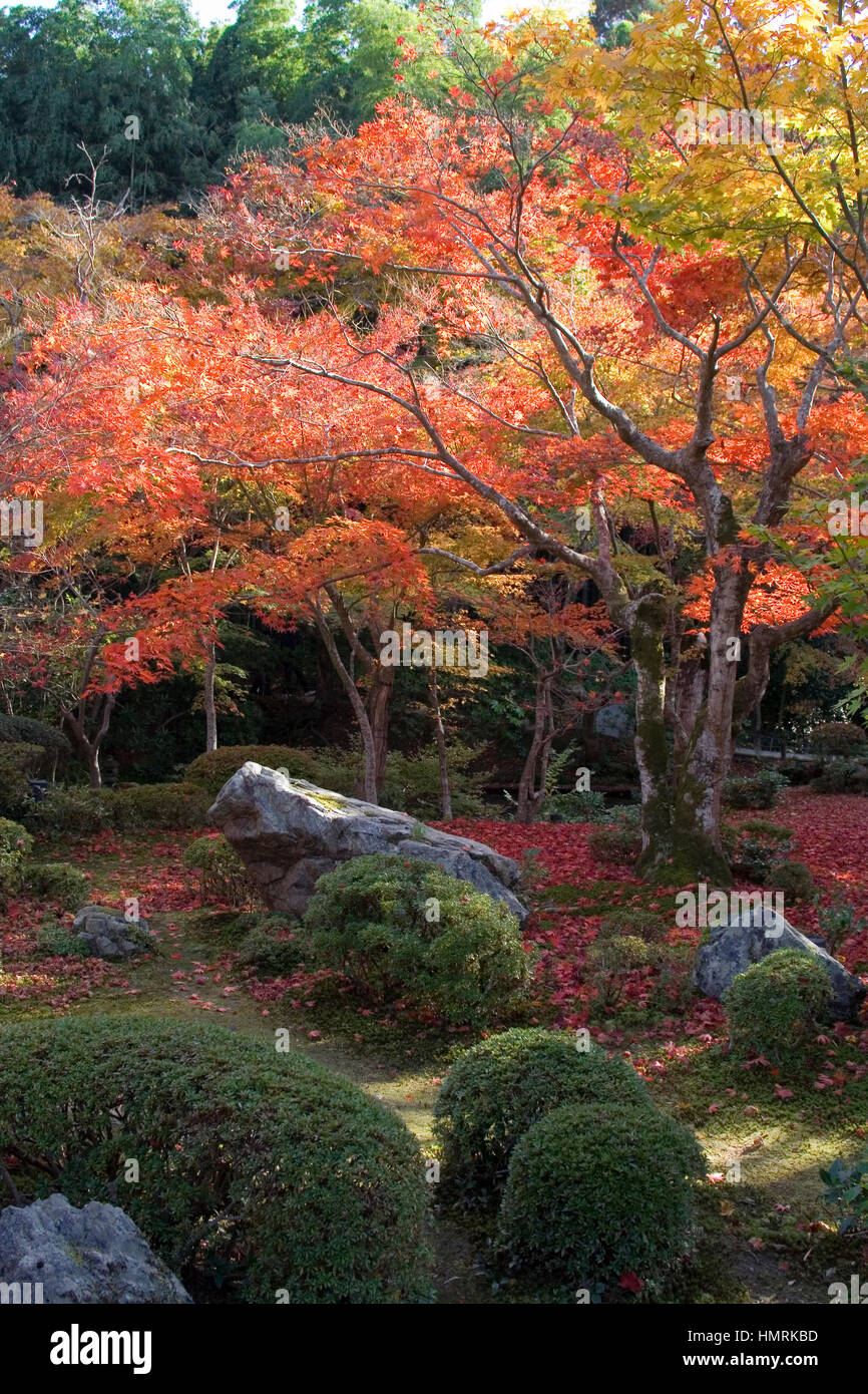 Red japanese maple leaves in autumn Stock Photo - Alamy