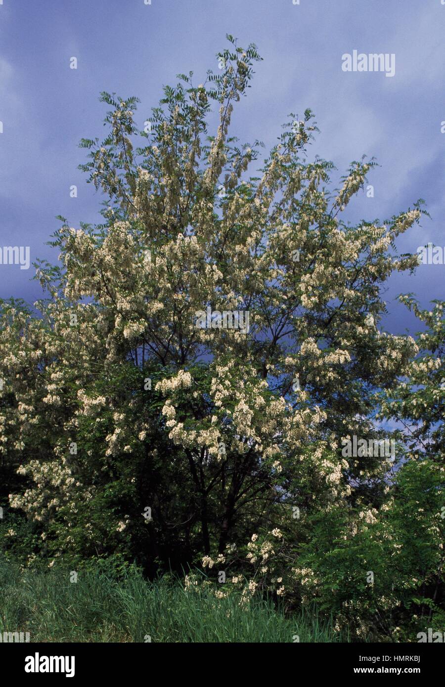 Flowering Black Locust specimen (Robinia pseudoacacia), Fabaceae ...