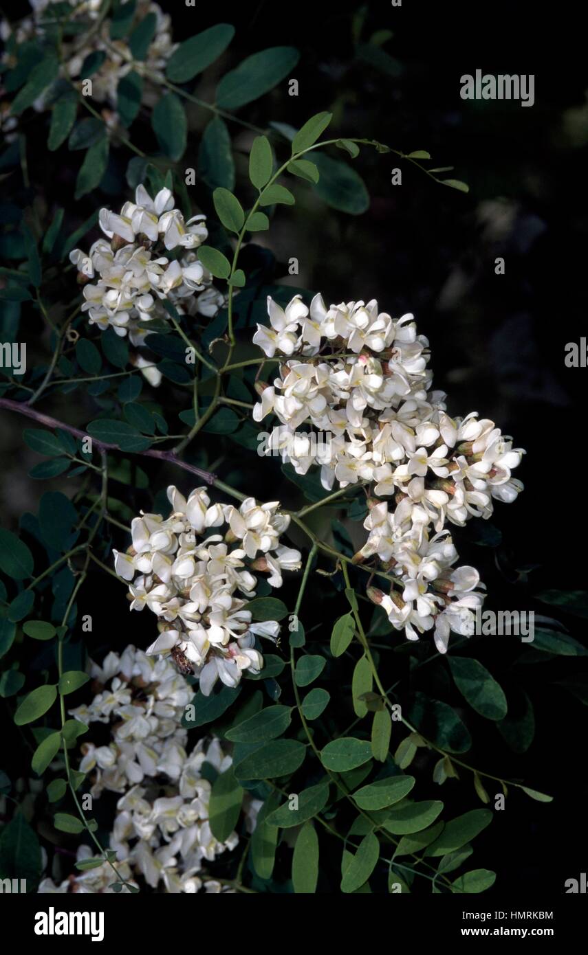 Leaves and flowers of Robinia (Robinia pseudoacacia), Fabaceae ...