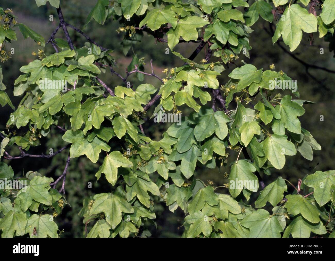 Field Maple leaves (Acer campestre), Aceraceae-Sapindaceae Stock Photo ...