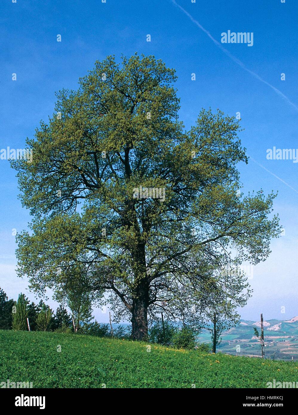 Oak (Quercus pubescens), Fagaceae Stock Photo - Alamy