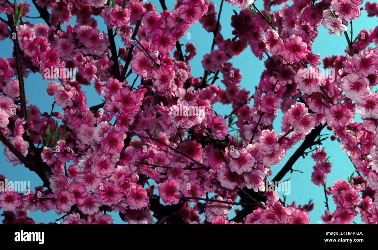 Flowering Plum branches (Prunus sp), Rosaceae Stock Photo - Alamy