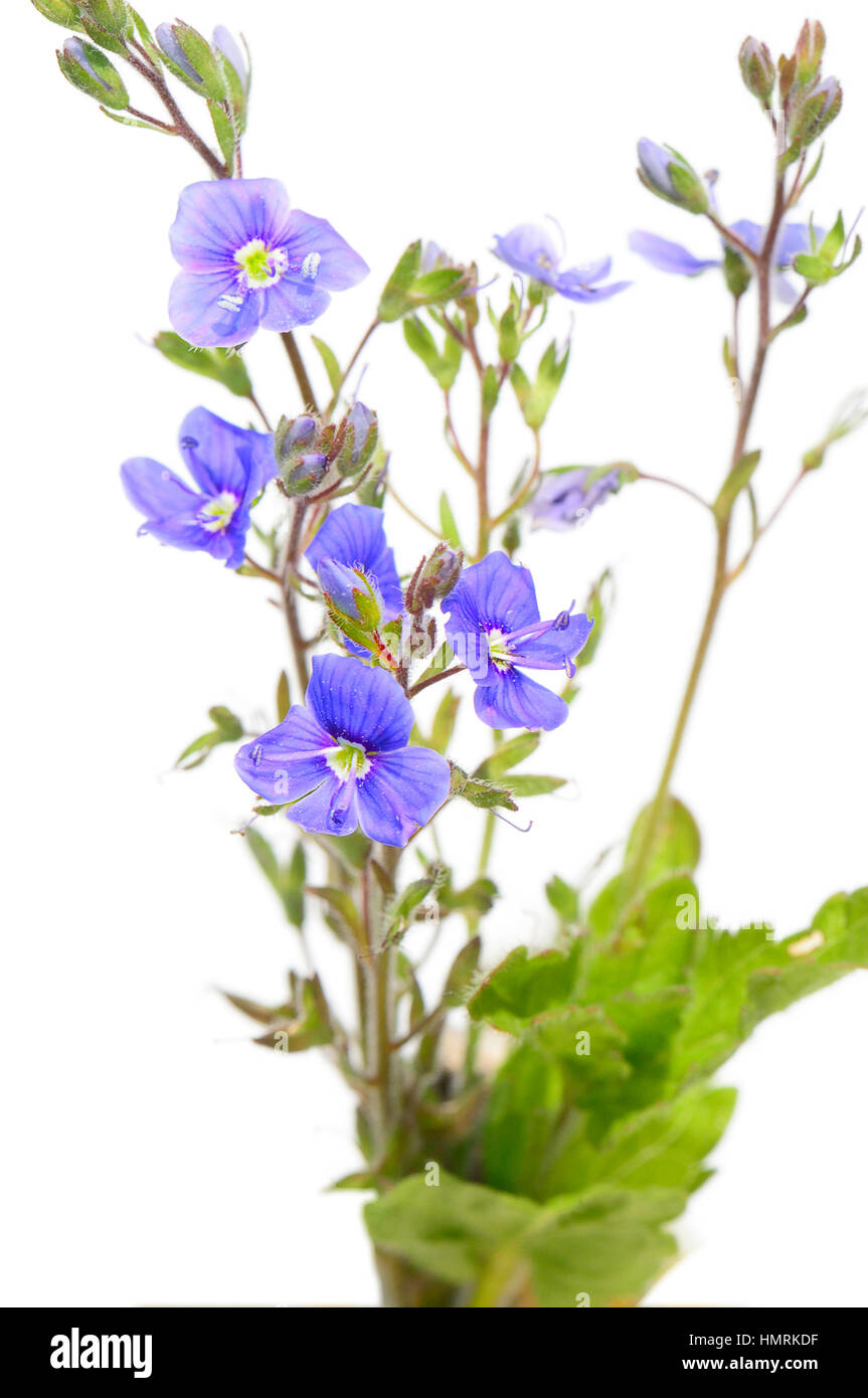 The blue flowers isolated on a white background Stock Photo - Alamy