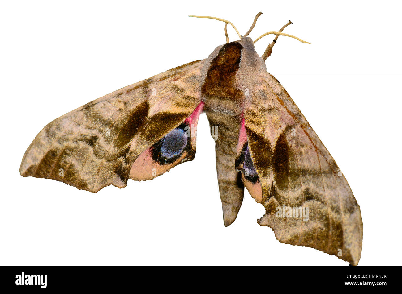 Nocturnal insects hi-res stock photography and images - Alamy
