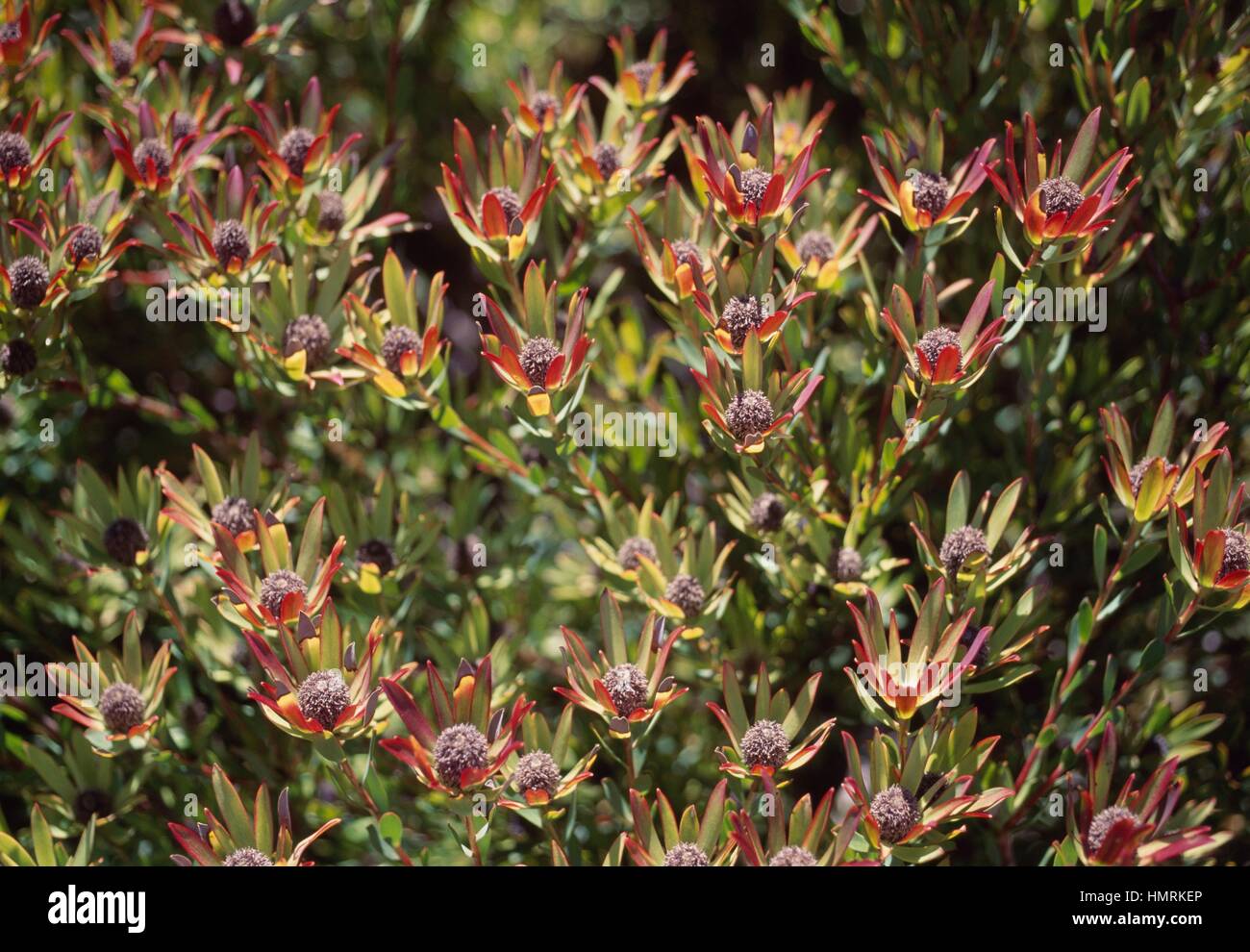 Leucadendron sp hi-res stock photography and images - Alamy