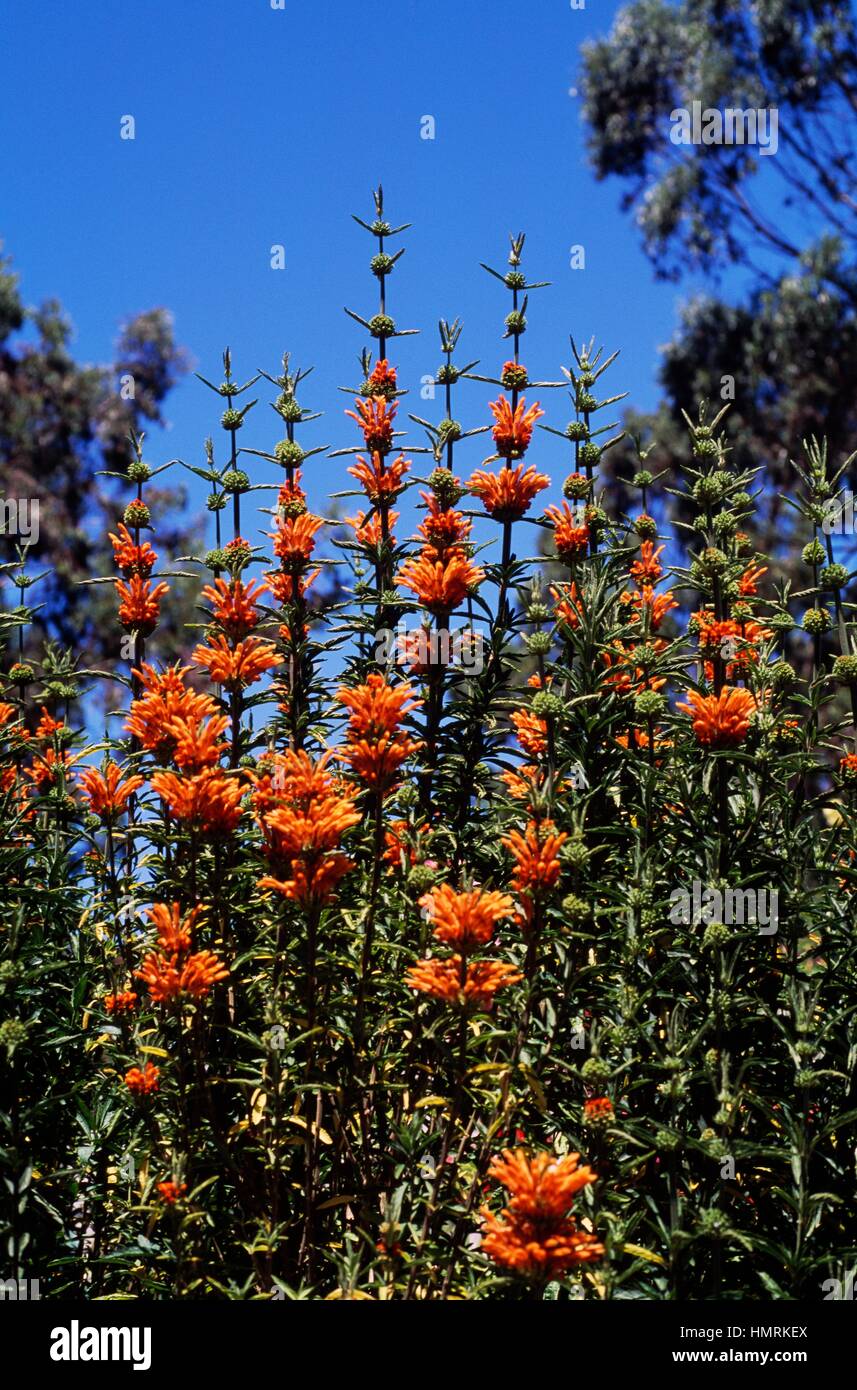 Lion's Ear (Leonotis leonurus), Lamiaceae Stock Photo - Alamy