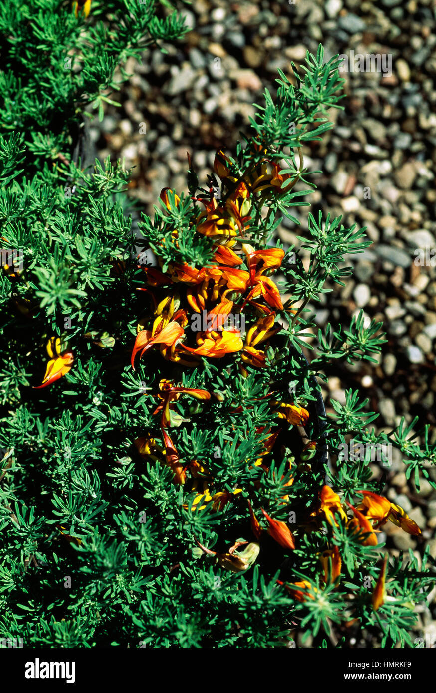 Golden Parrot's Beak (Lotus maculatus), Fabaceae Stock Photo - Alamy