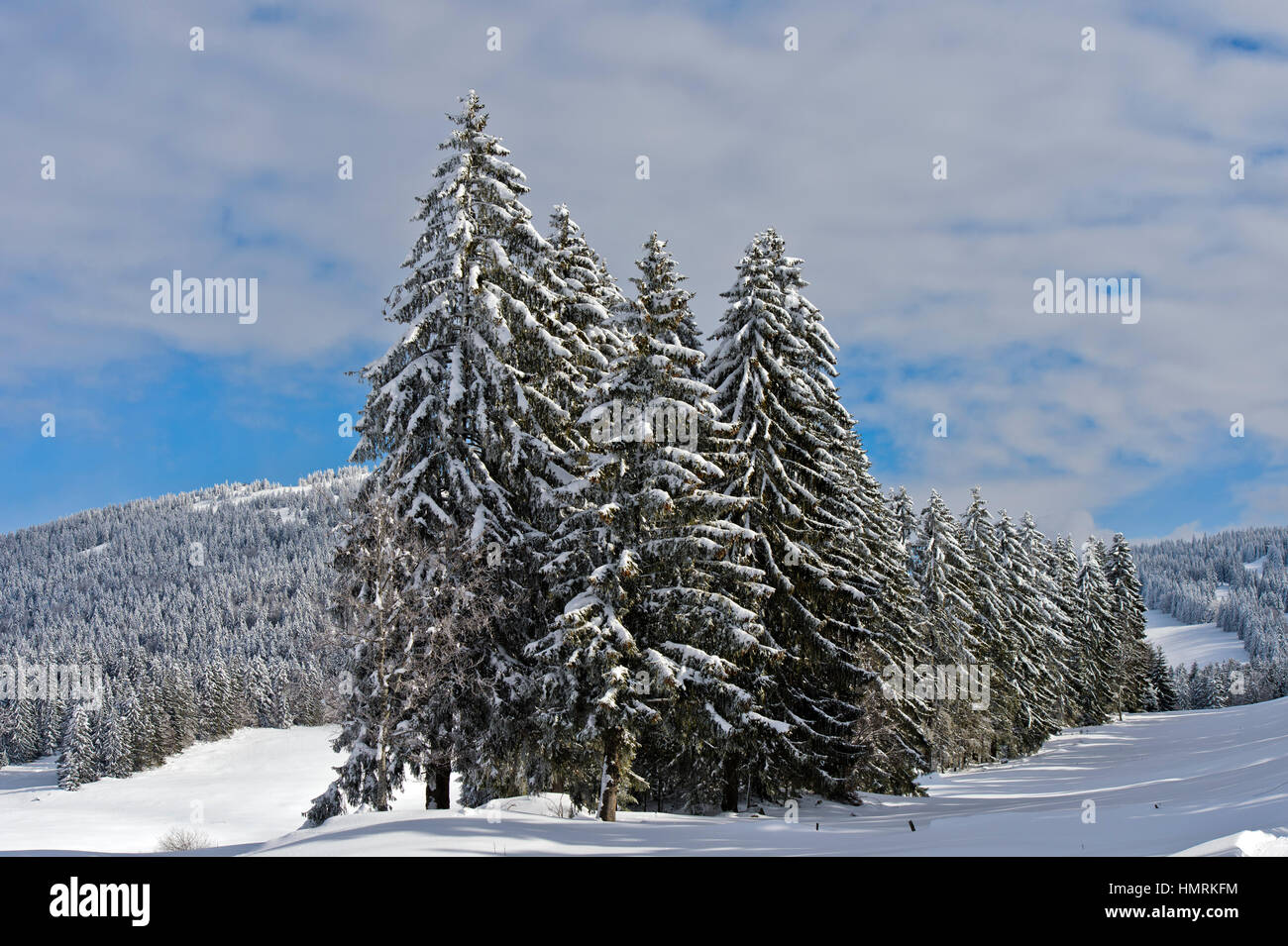 Winter landscape with snow-covered coniferous trees in the Swiss Jura ...