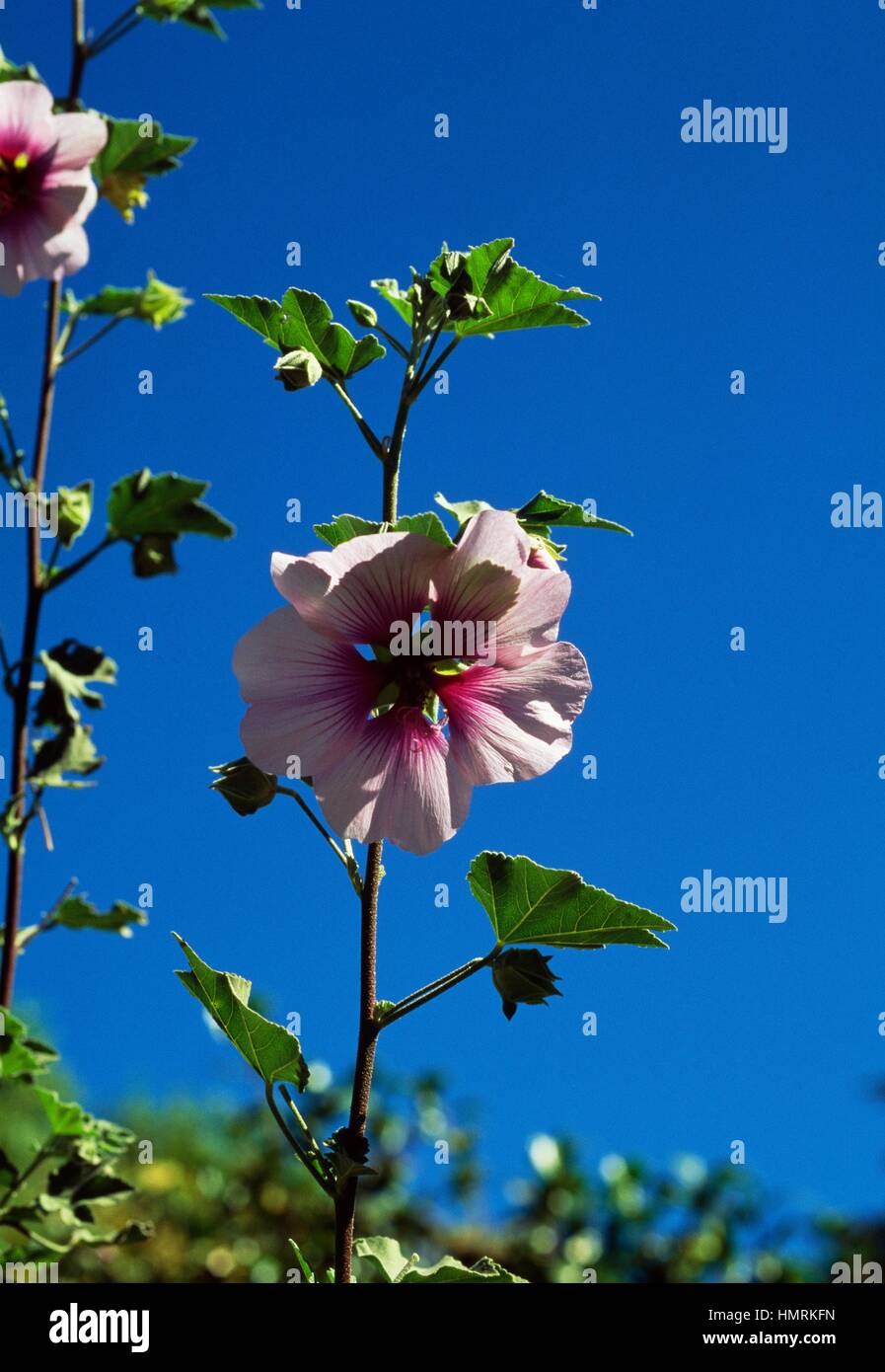 Tree mallow lavatera maritima or malva wigandii hi-res stock ...