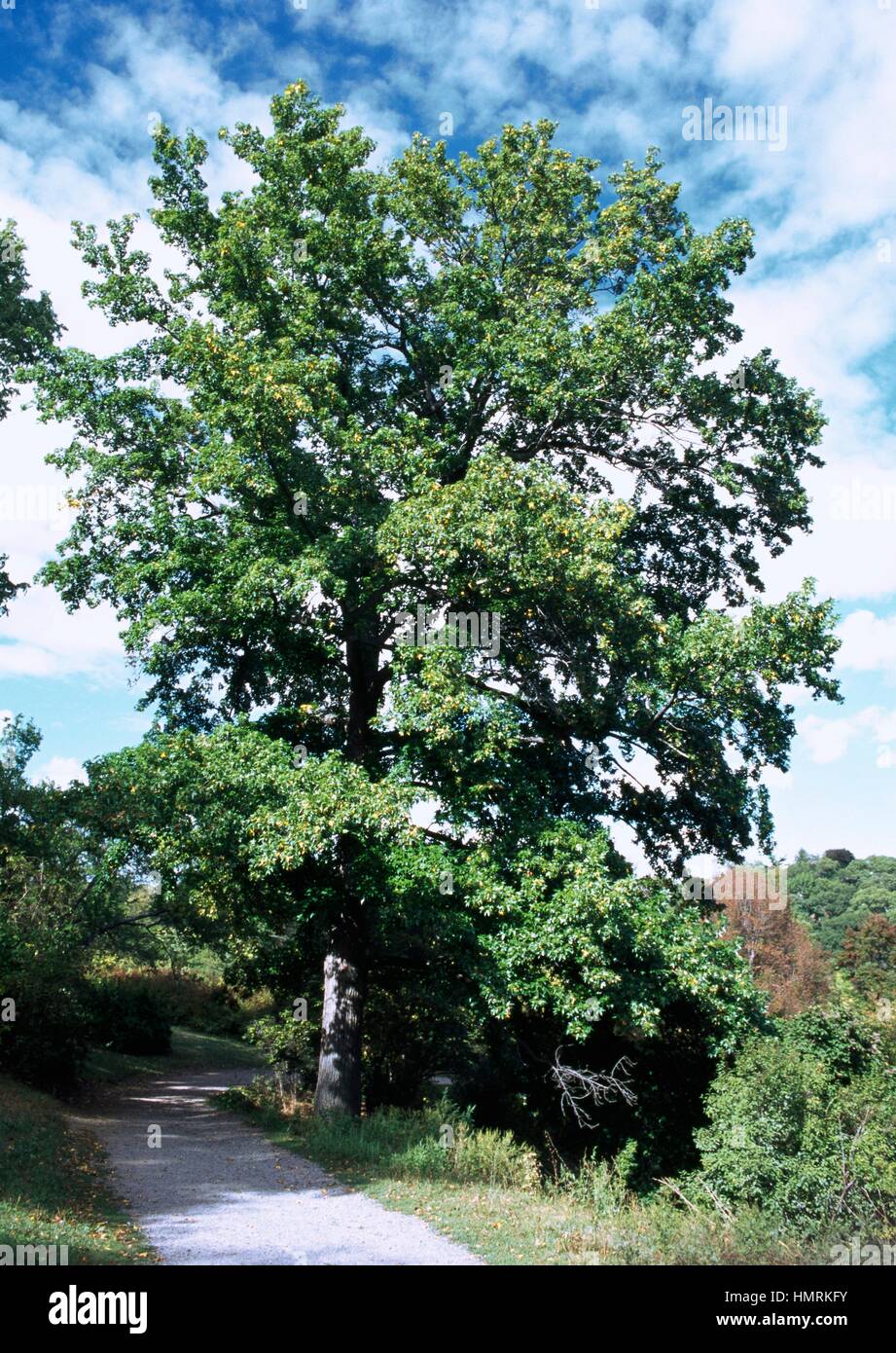 American sweetgum (Liquidambar styraciflua), Hamamelidaceae ...