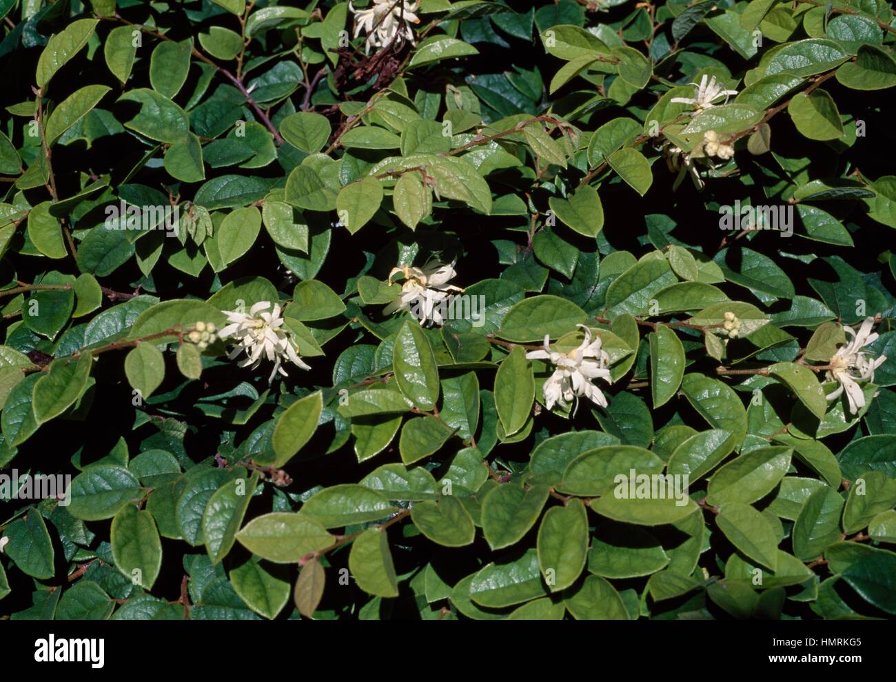Fringe flower plant hi-res stock photography and images - Alamy