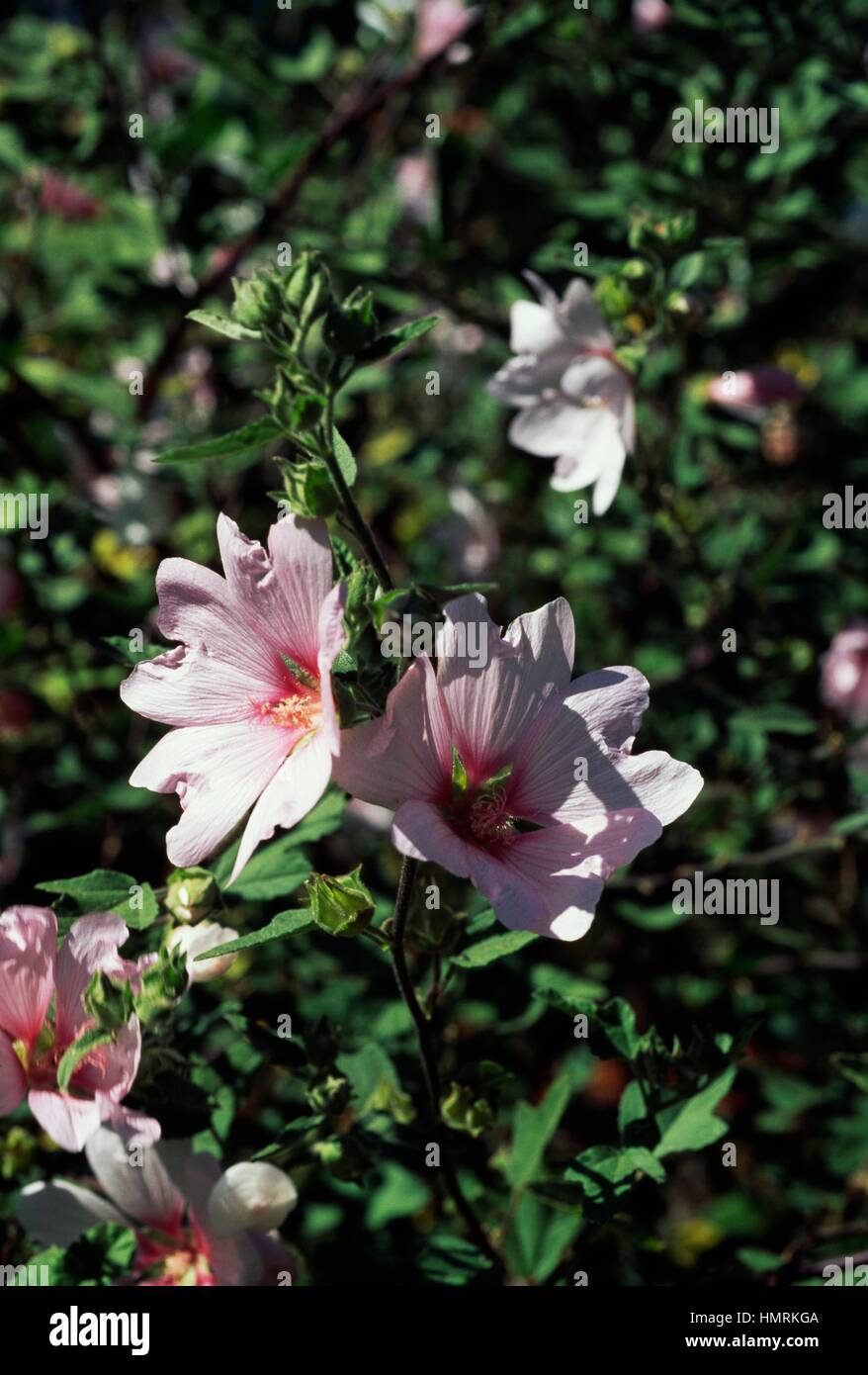 Tree Mallow (Lavatera maritima or Malva wigandii), Malvaceae Stock ...