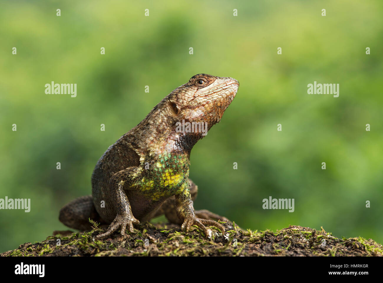 Male Puyango Whorltail-Iguana (Stenocercus puyango), Jorupe Biological ...