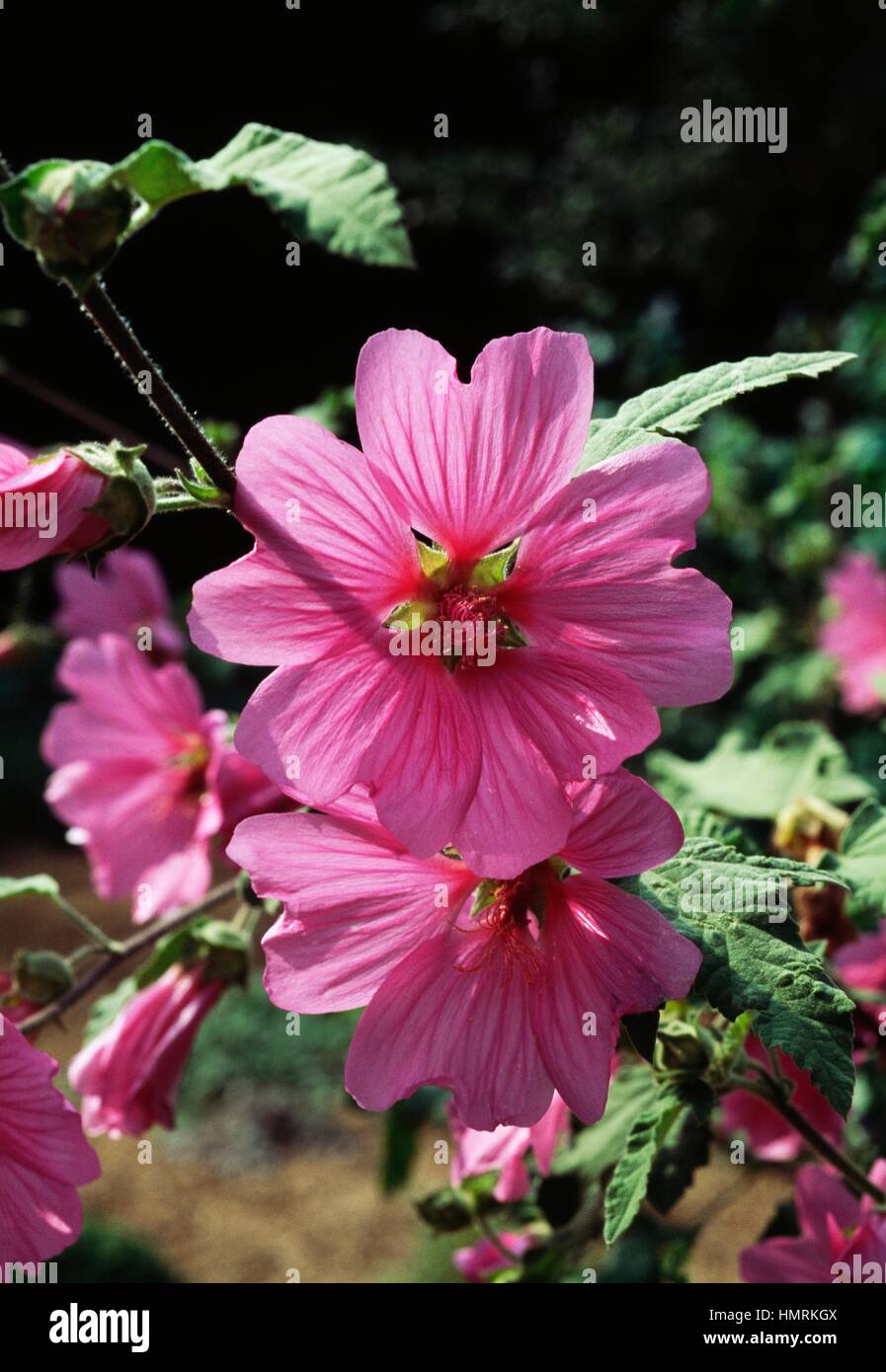 Tree mallow lavatera sp hi-res stock photography and images - Alamy