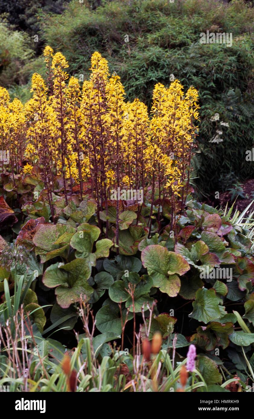 Ligularia leaf hi-res stock photography and images - Alamy