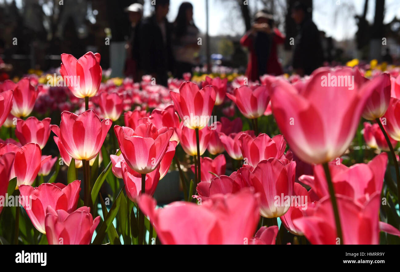 Kunming, China's Yunnan Province. 5th Feb, 2017. Tulip flowers bloom at ...