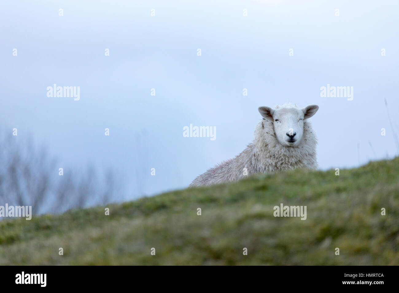 Halkyn mountain sheep hi-res stock photography and images - Alamy