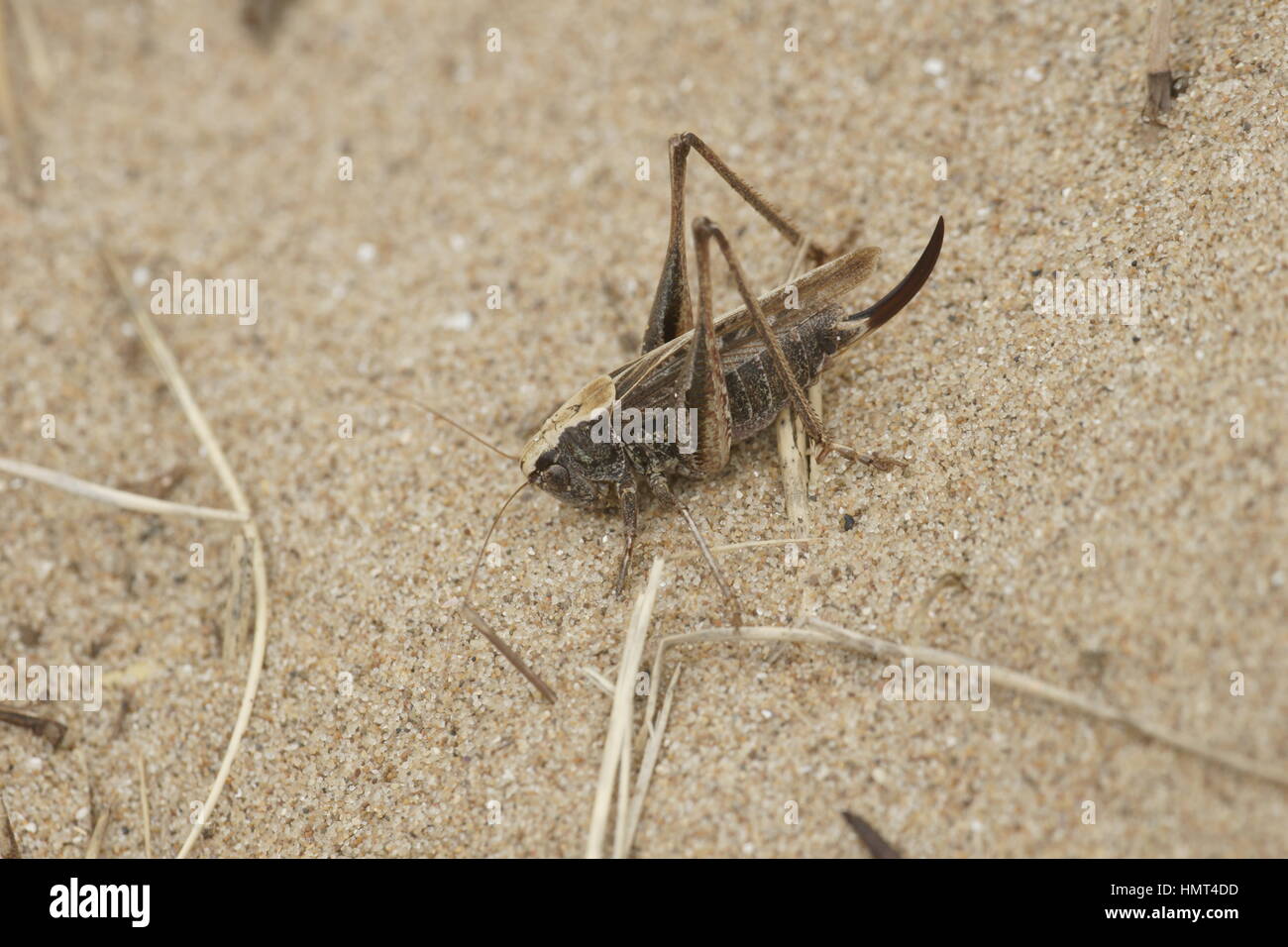 Grey Bush-Cricket (Platycleis albopunctata Stock Photo - Alamy