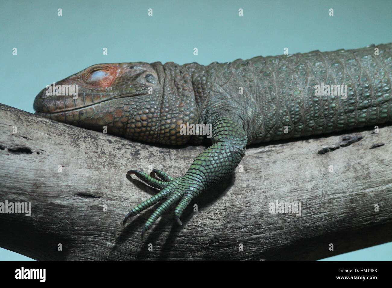 Big varan sleeping on thick bare tree stem against light green ...