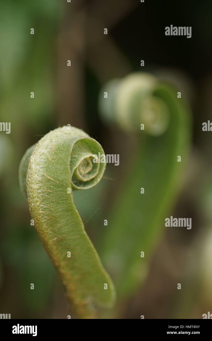 Hart's-tongue fern (Asplenium scolopendrium Stock Photo - Alamy