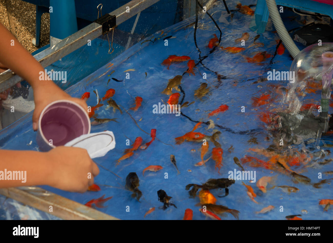 Asian thai children playing goldfish scooping game or paper scoop fish ...
