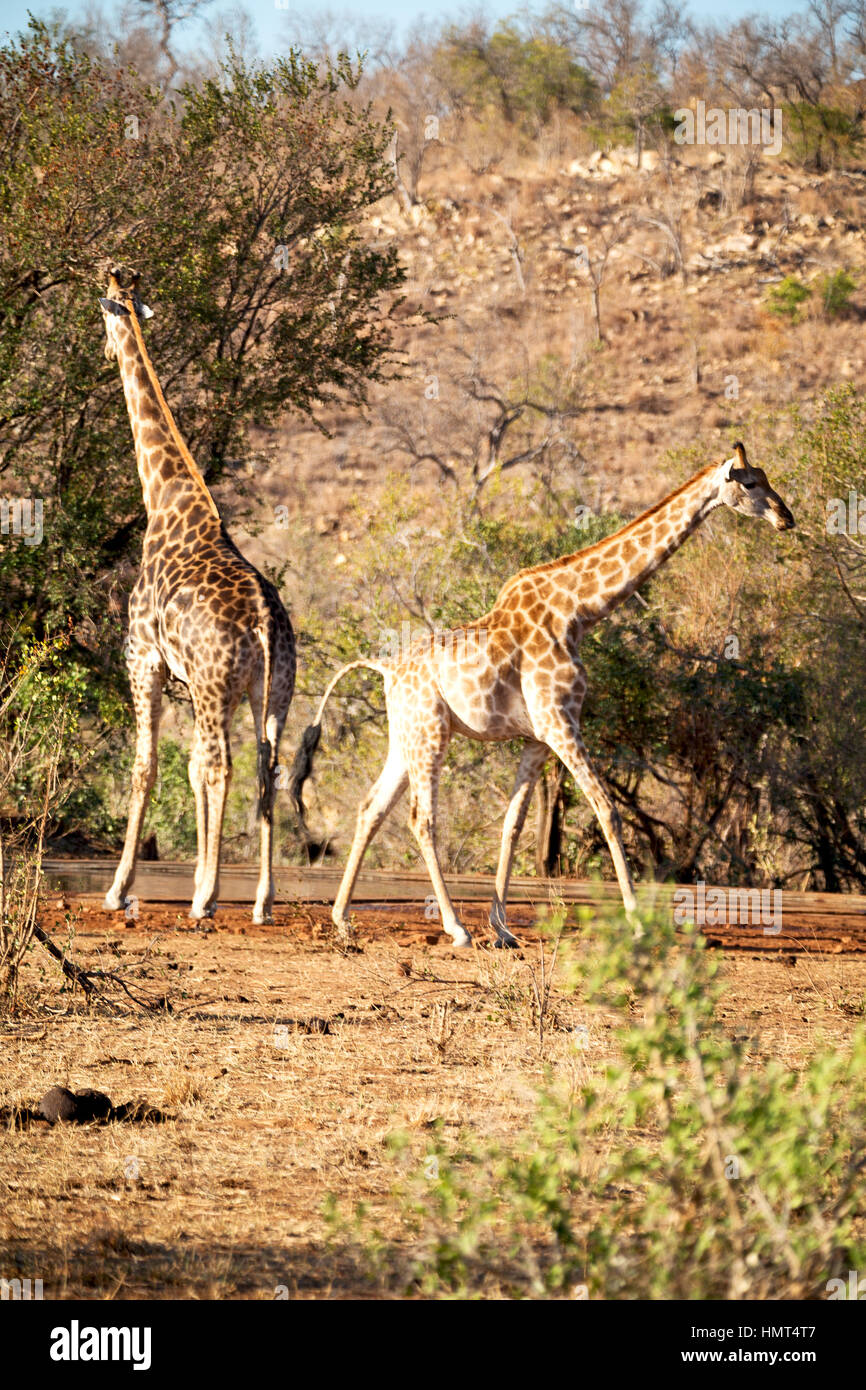 blur in south africa kruger wildlife nature reserve and wild giraffe ...