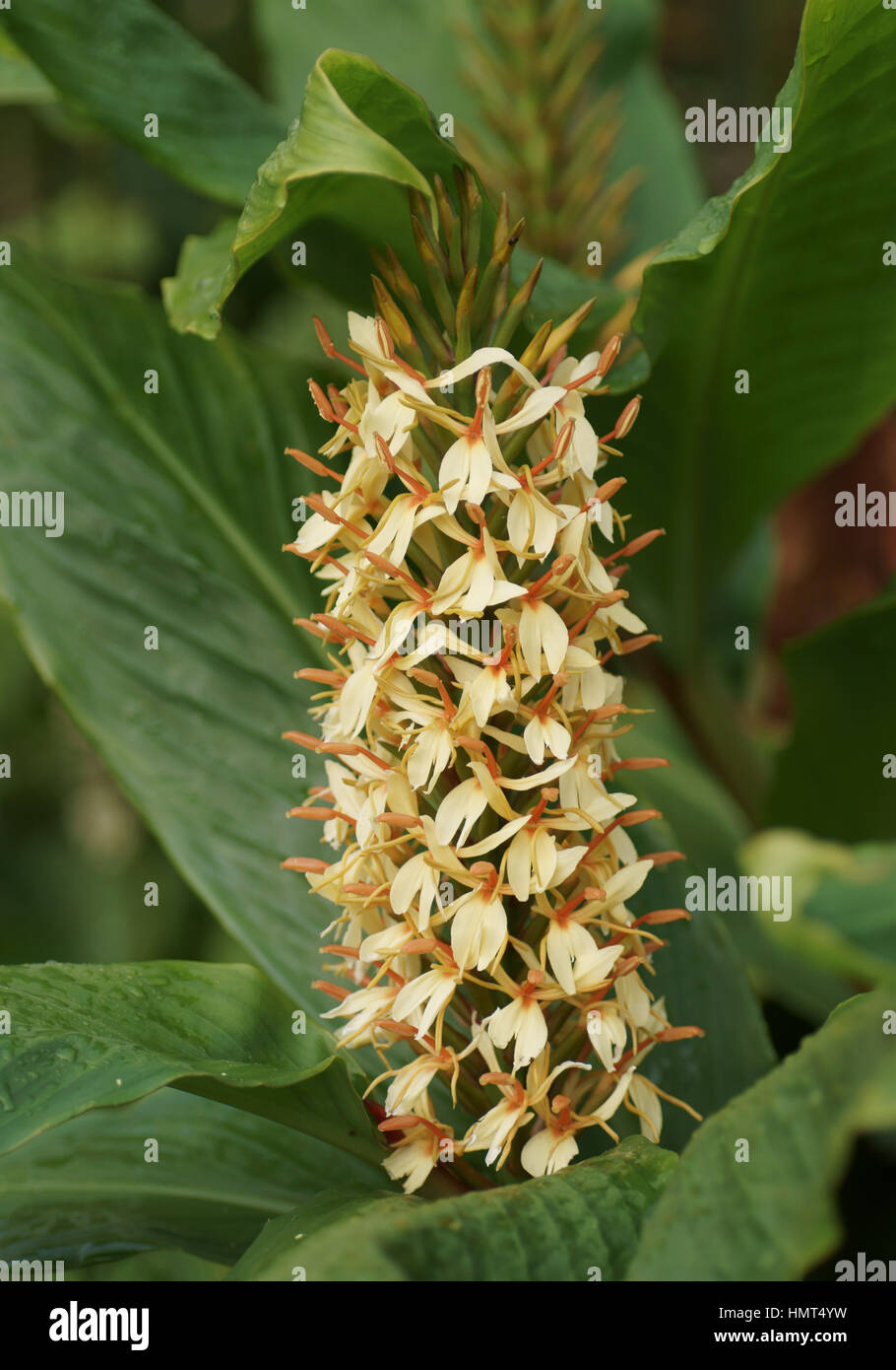 Hedychium densiflorum 'Stephen' Stock Photo - Alamy