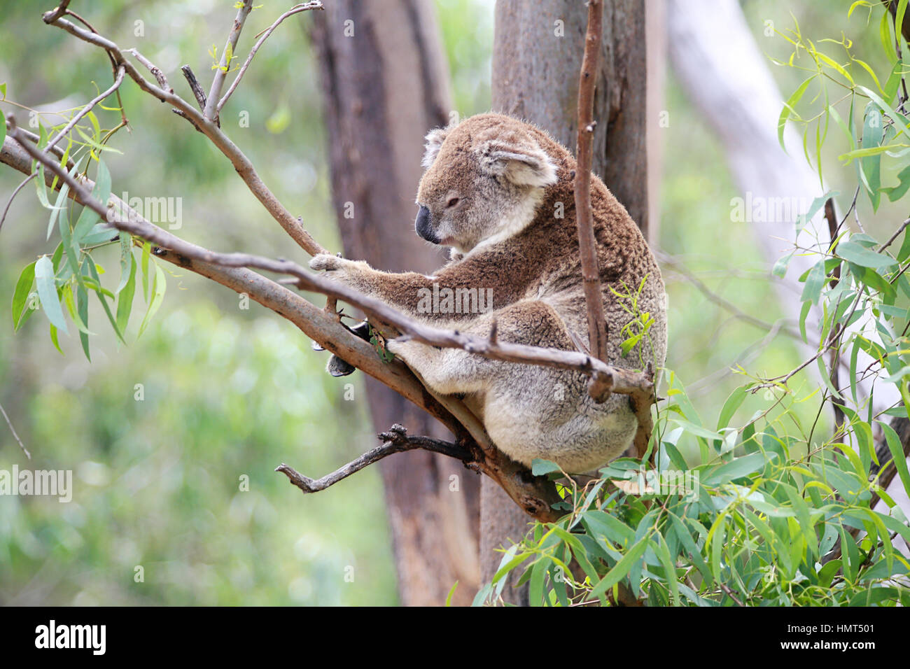View at koala in a tree Stock Photo - Alamy