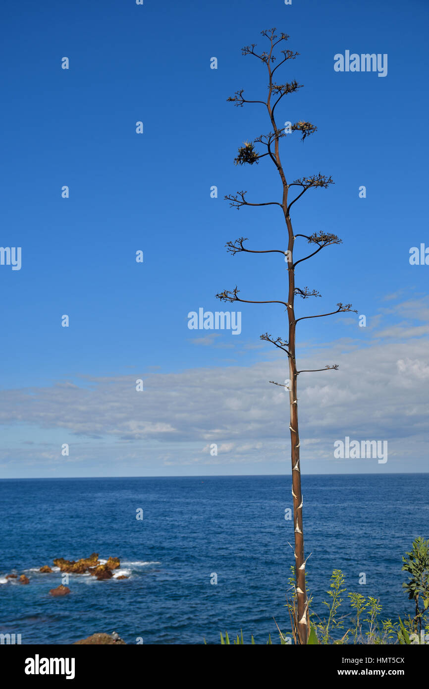 Dried Agave inflorescence (Agave americana) with blue heaven and sea in ...