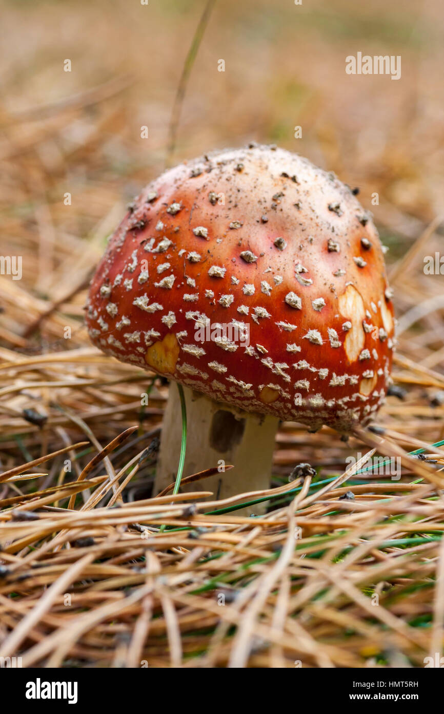 Red toadstool on the forest floor pine, closeup Stock Photo - Alamy