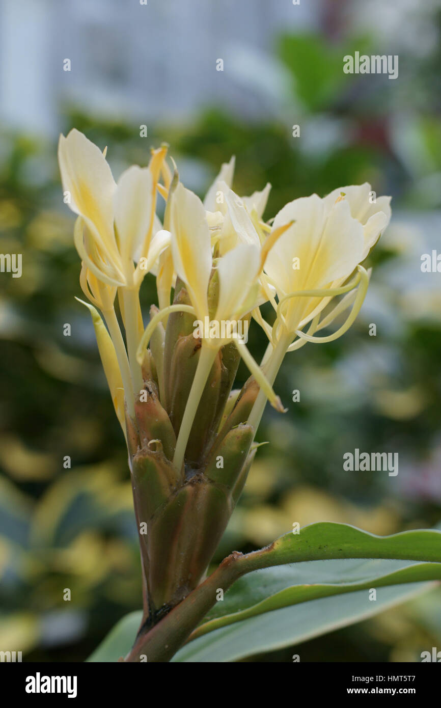Hedychium garden hi-res stock photography and images - Alamy