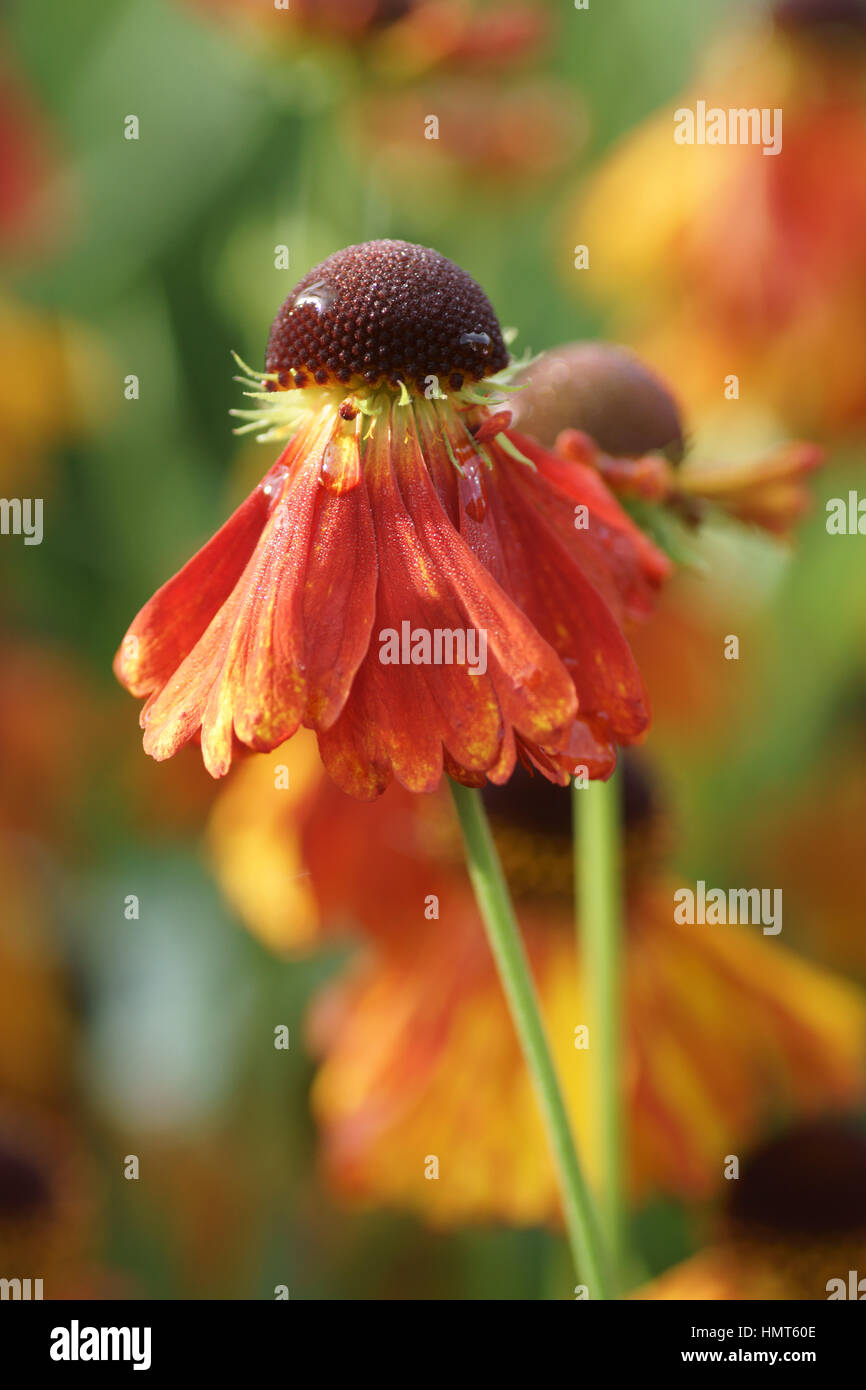 Helenium 'Crimson Beauty' Stock Photo - Alamy