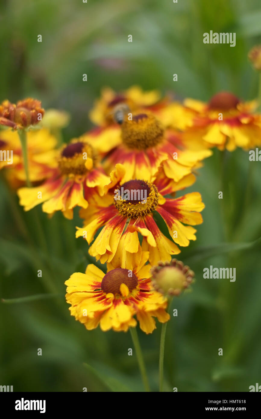 Rotgold hi-res stock photography and images - Alamy