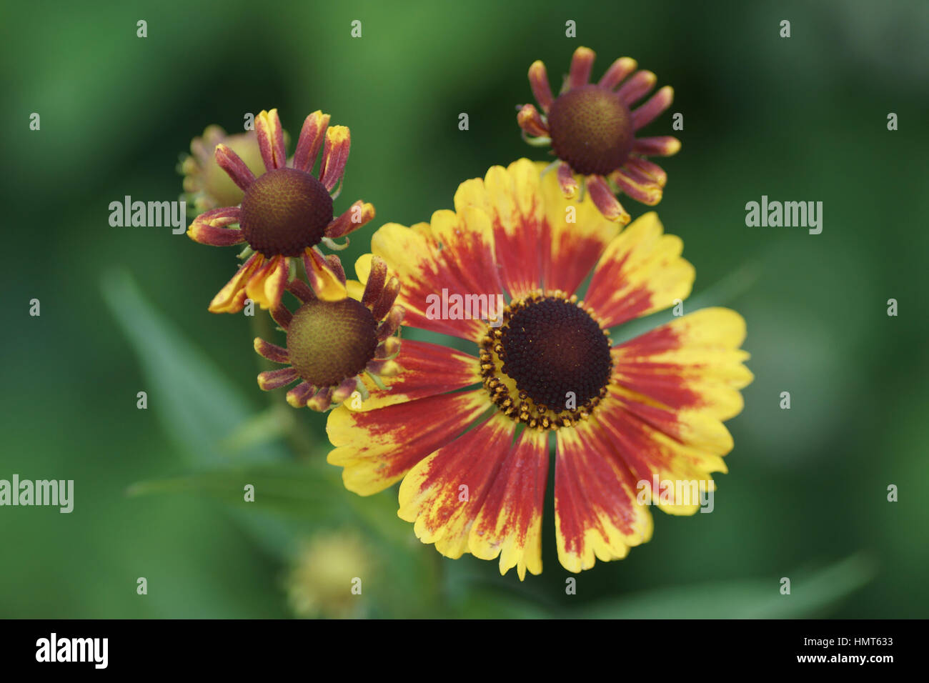 Helenium zonnedam hi-res stock photography and images - Alamy
