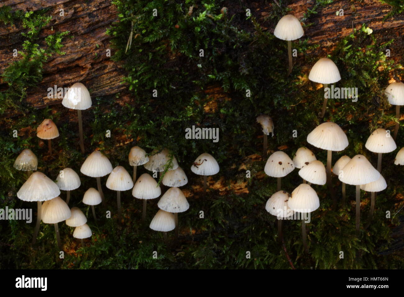 Mycena sp. Bonnet Mushroom Stock Photo - Alamy
