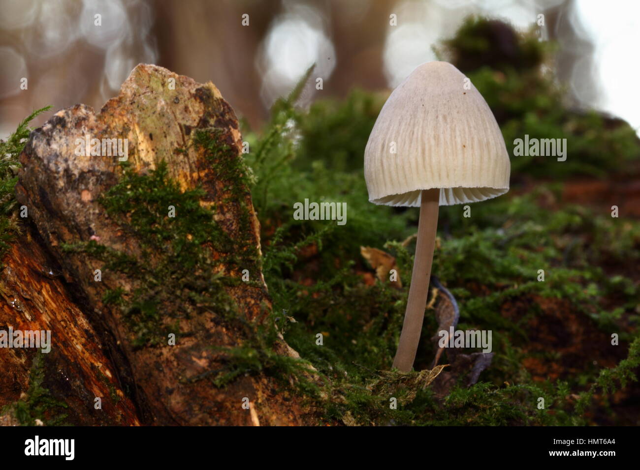 Mycena sp. Bonnet Mushroom Stock Photo - Alamy