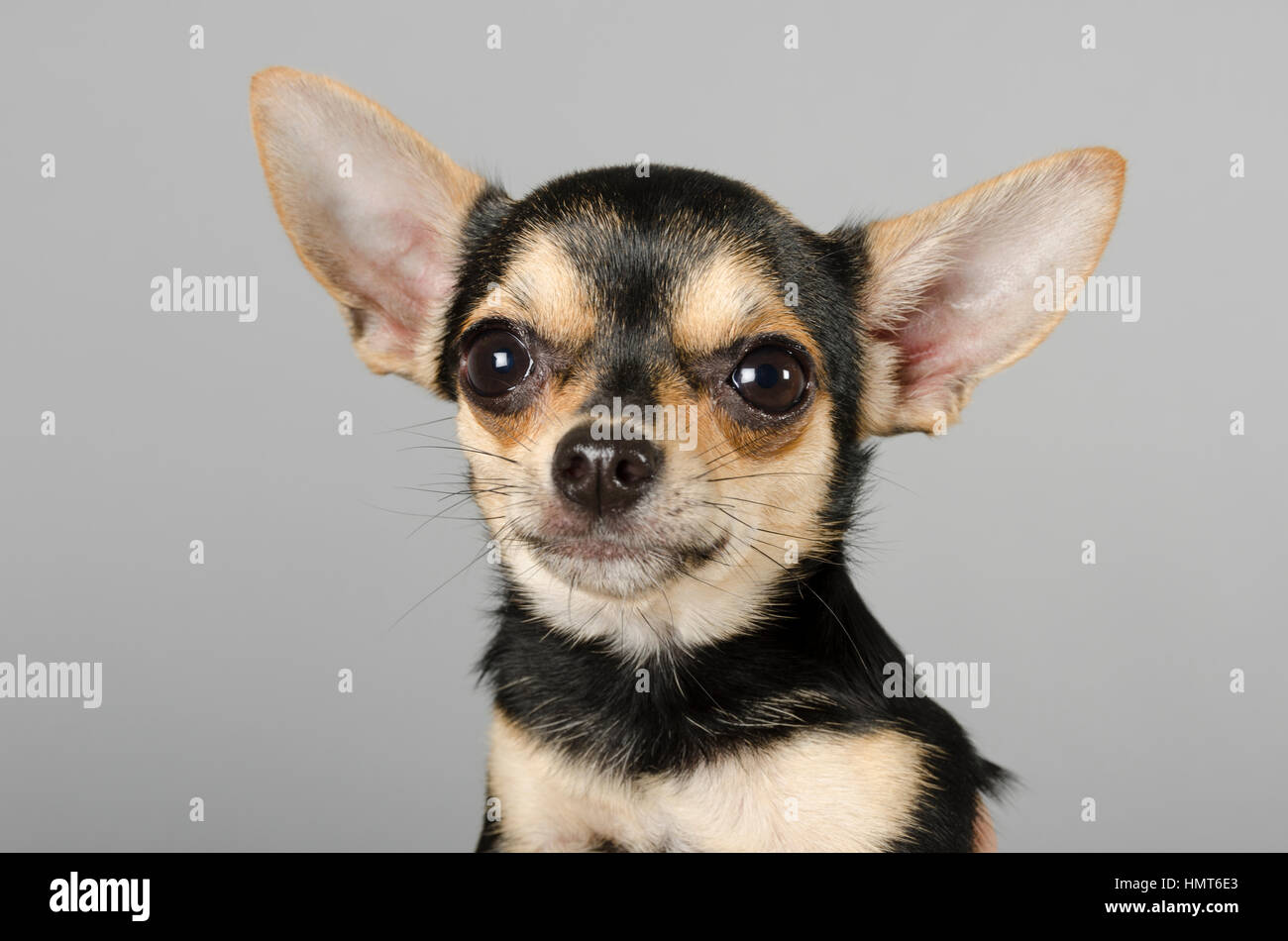 Pet photographed in front of a grey background Stock Photo - Alamy