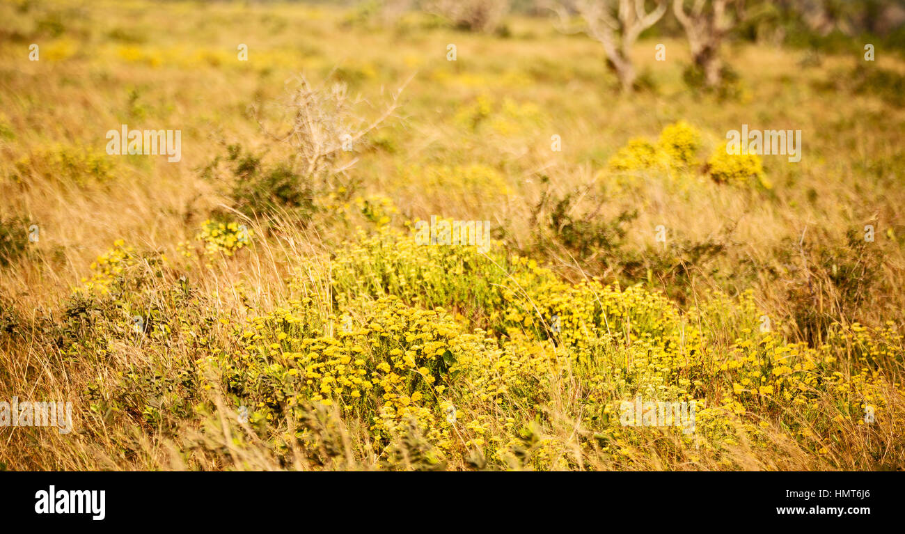 blur in south africa close up of the colza yellow field like texture ...