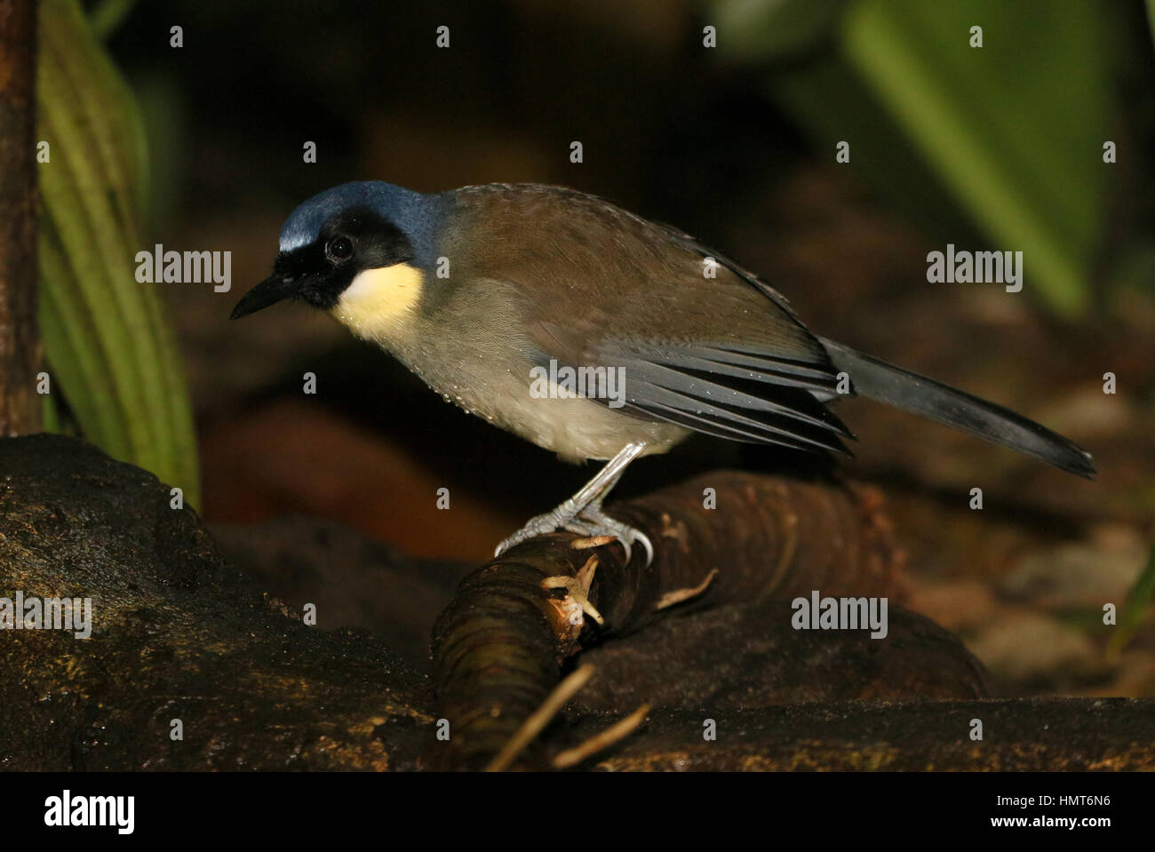Blue crowned laughingthrush china hi-res stock photography and images ...