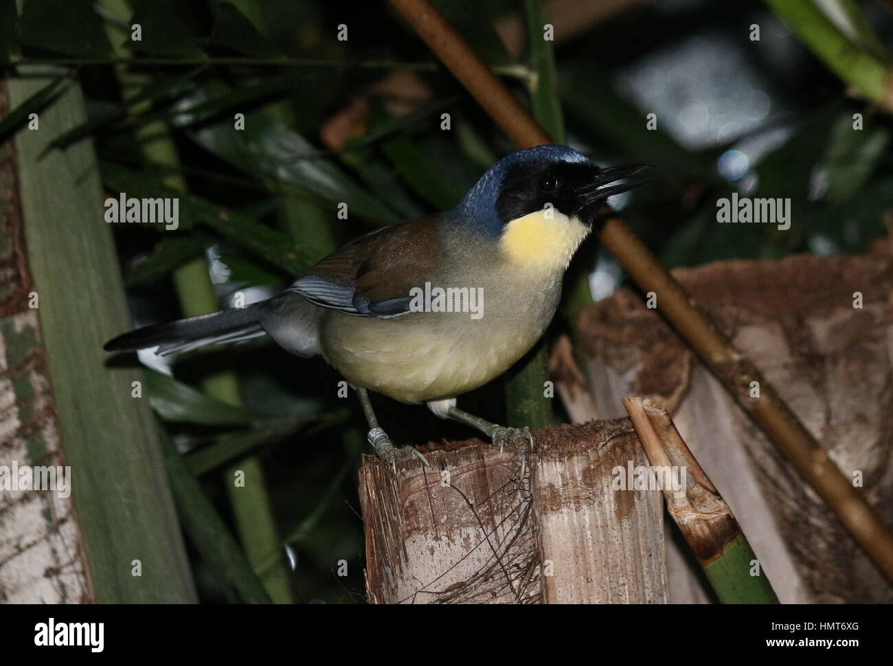 Chinese Blue-crowned laughingthrush a.k.a. Courtois's laughingbird ...