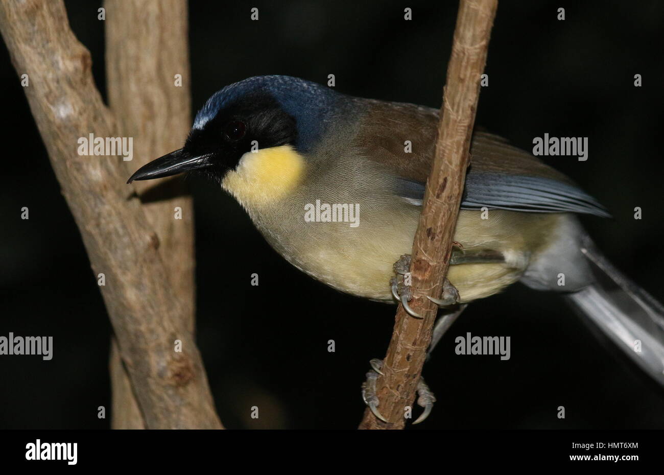 Chinese Blue-crowned laughingthrush a.k.a. Courtois's laughingbird ...