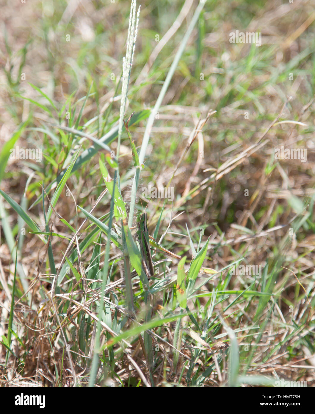Black striped green grasshopper hi-res stock photography and images - Alamy