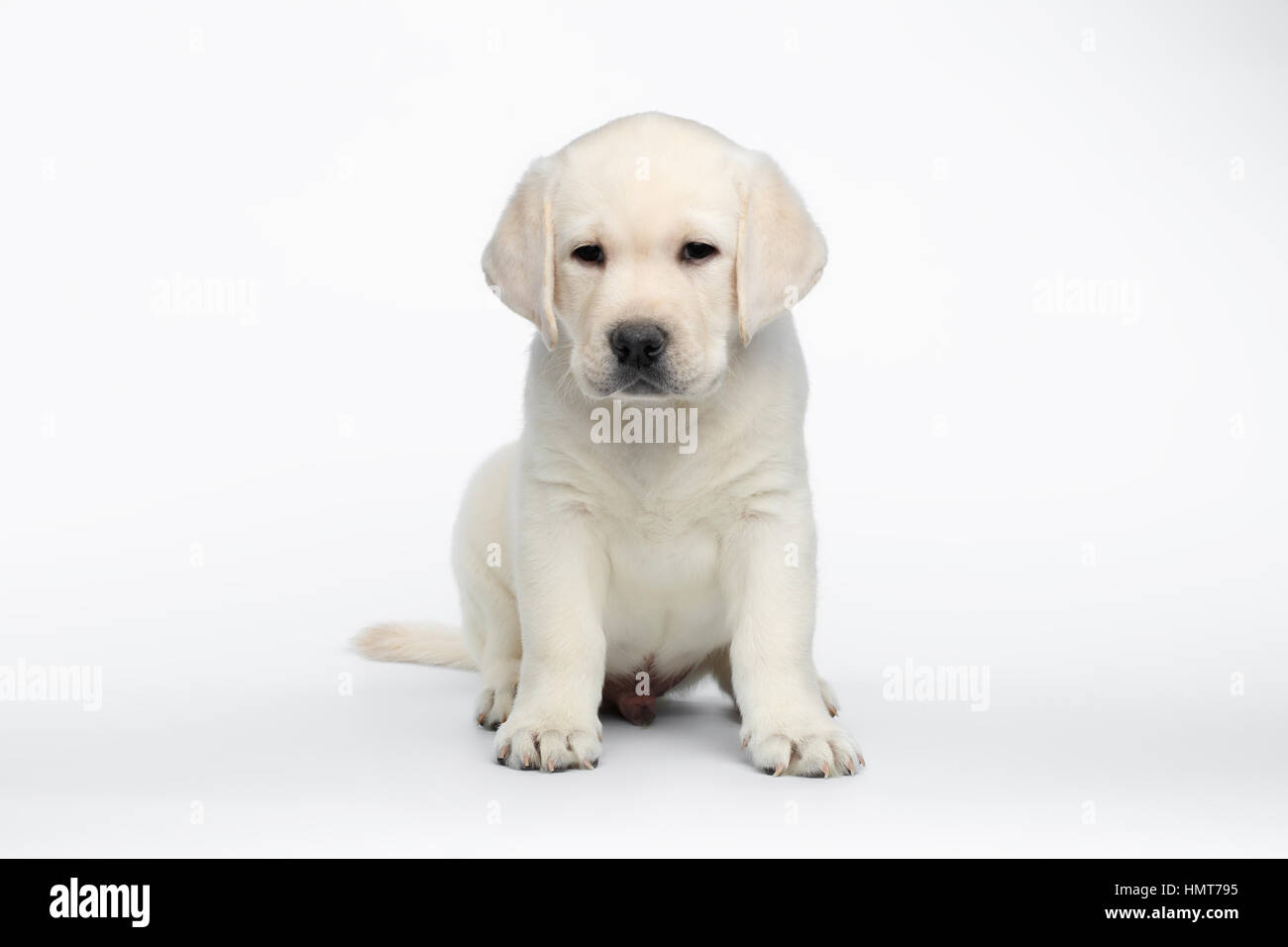 Labrador puppy on white background Stock Photo - Alamy