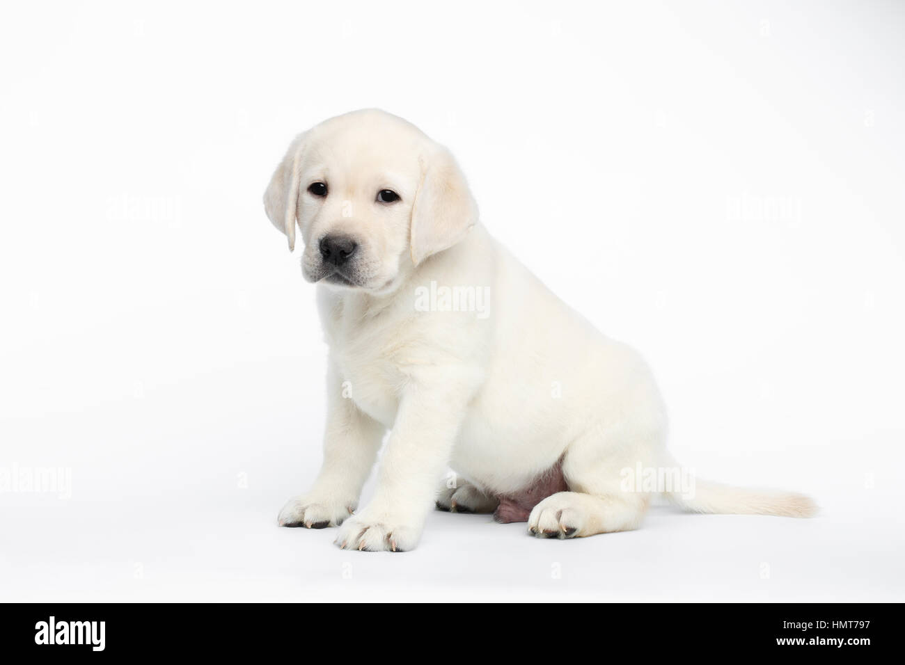 Labrador puppy on white background Stock Photo - Alamy