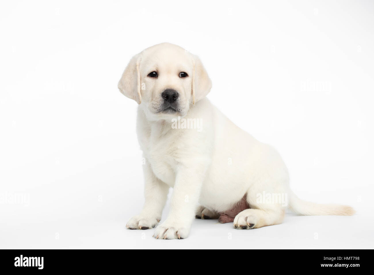 Labrador puppy on white background Stock Photo - Alamy