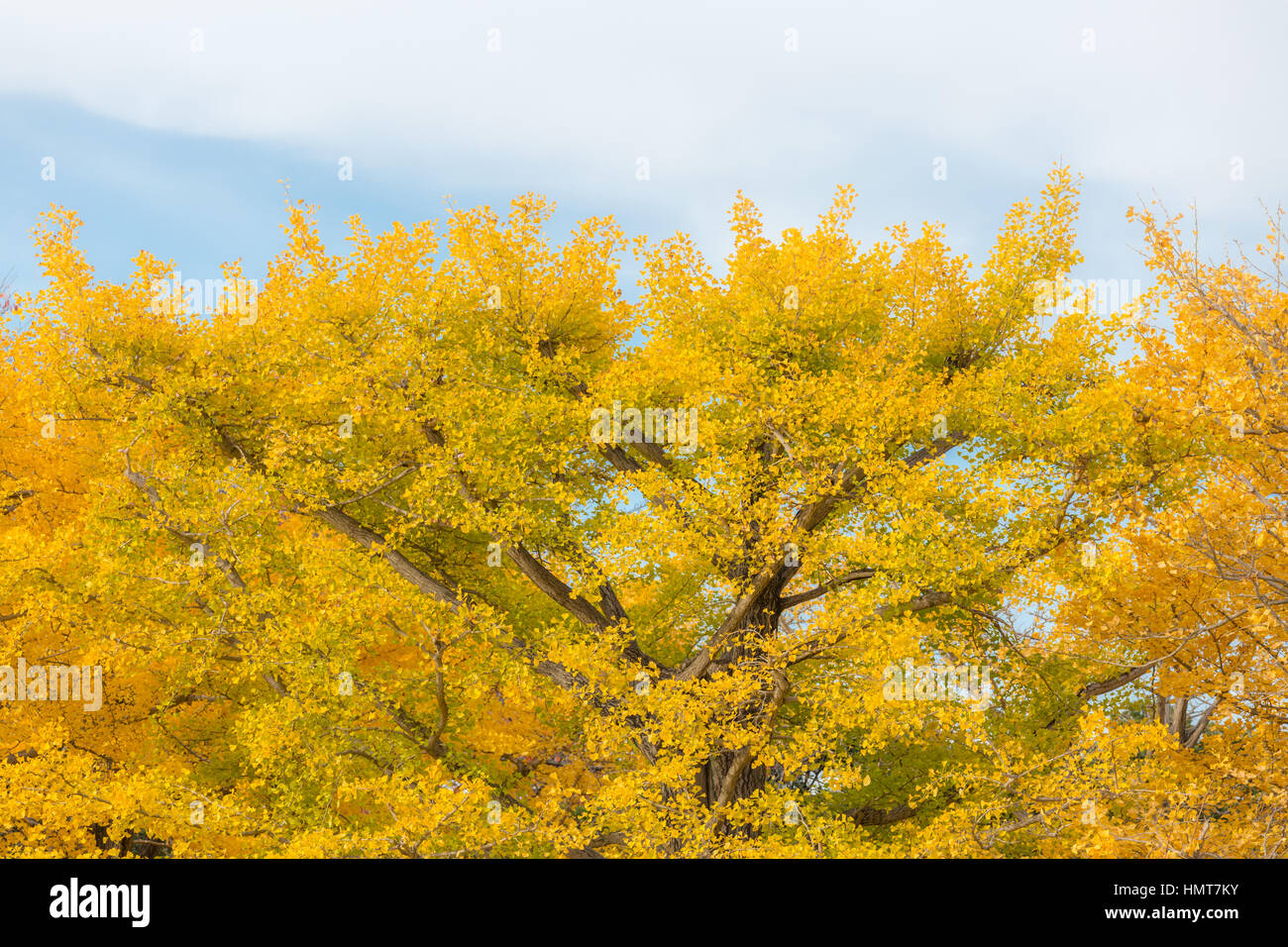 Ginkgo trees in Autumn in Tokyo Japan Stock Photo - Alamy