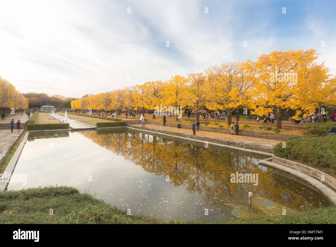Ginkgo trees in Autumn in Tokyo Japan Stock Photo - Alamy